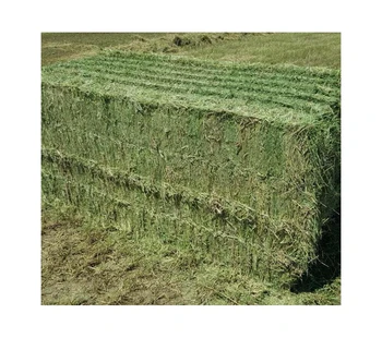 Best Grade Alfalfa For Animal Feed / Alfalfa Hay In Bulk - Buy Alfalfa ...