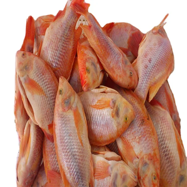 Best Seafood Frozen Fish Tilapia Fish Fillet With Cheap Price New ...