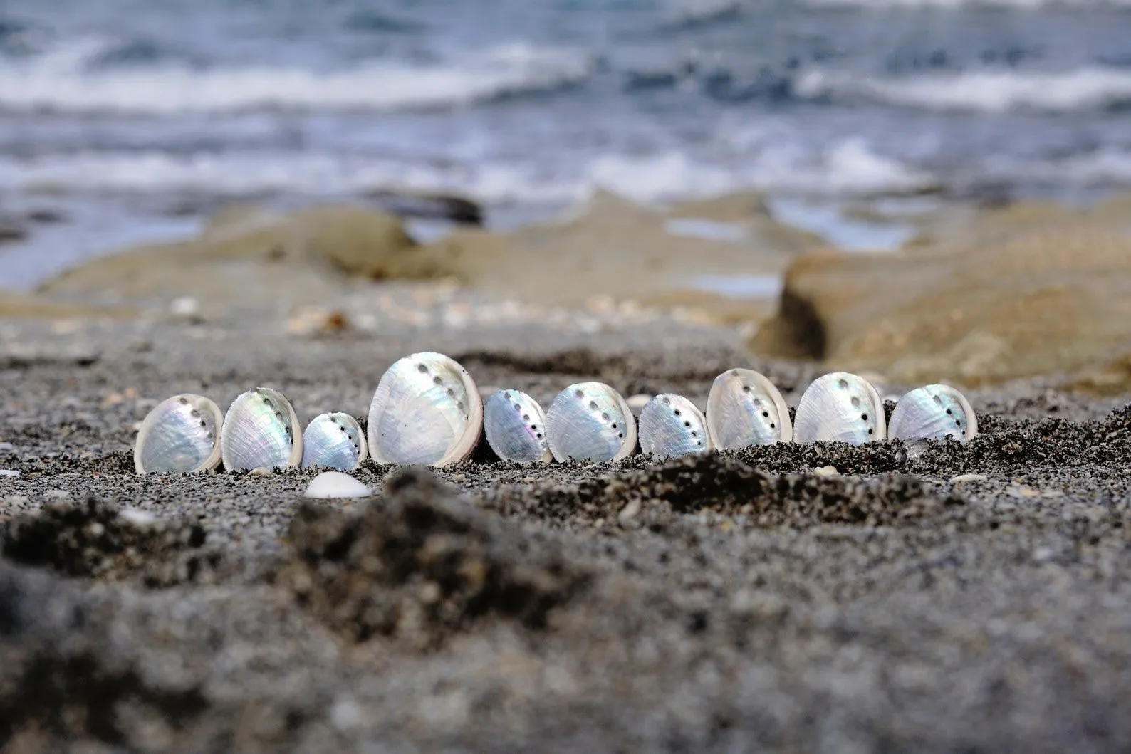 Raw Clean Dry Paua Abalone Shells - Blue Green Ocean Decor