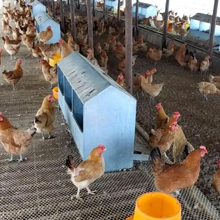 Breeder Farm Manual Laying Nest Boxes Chicken Hens Manual Egg ...