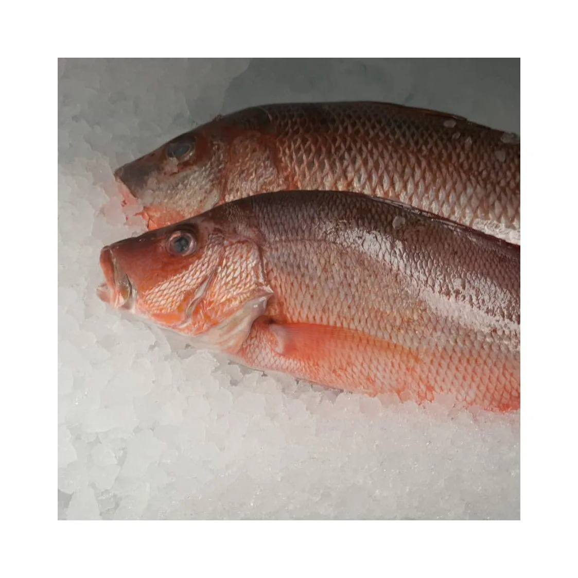 Fresh Frozen Whole Frozen Red Snapper Fish Price Market Shelf Life 2 ...