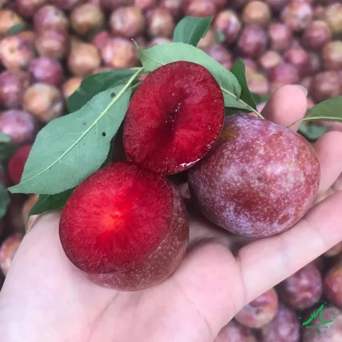 Hot Price 2022 - Whole Fresh Ha Noi Plums Sweet Plums Delicious For ...