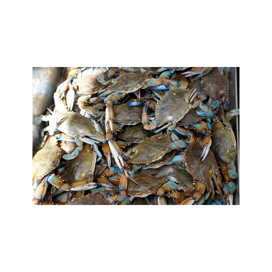 Fresh Red King Crab Fresh/frozen/live Red Live Dungeness crab Shell ...