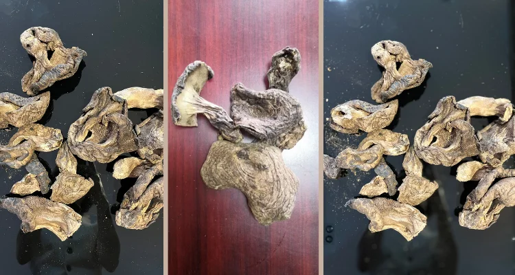 Cheap Price 2023 Dried Sarcodon Imbricatus Mushroom From Blue Lotus ...