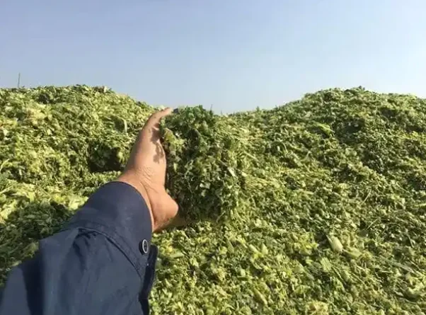 Corn Silage Big Round Bales/maize Hay Bales For Wholesale - Buy Corn ...