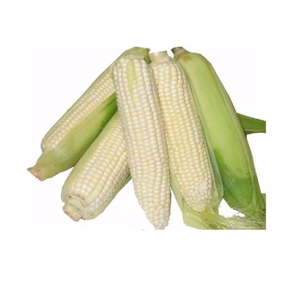 Grade 1 Non Gmo White And White Corn/maize - Buy White Maize Non Gmo ...
