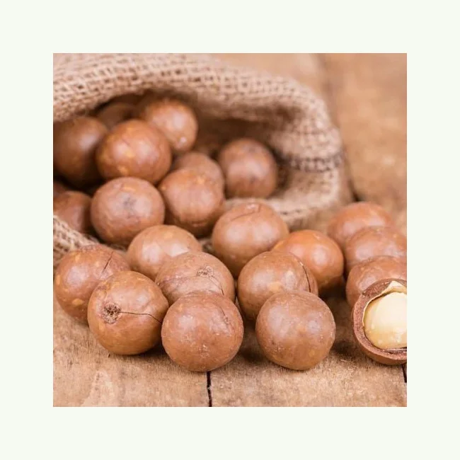 Macadamia Nuts in Shell Raw Salted Roasted Maca Powder Healthy Dried ...