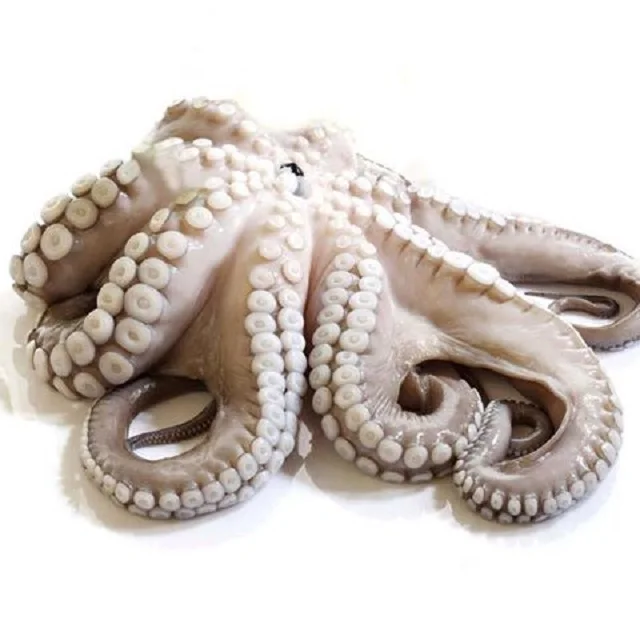 High Quality Baby Octopus - Buy Octopus,Frozen Hairtail Fish Hello ...