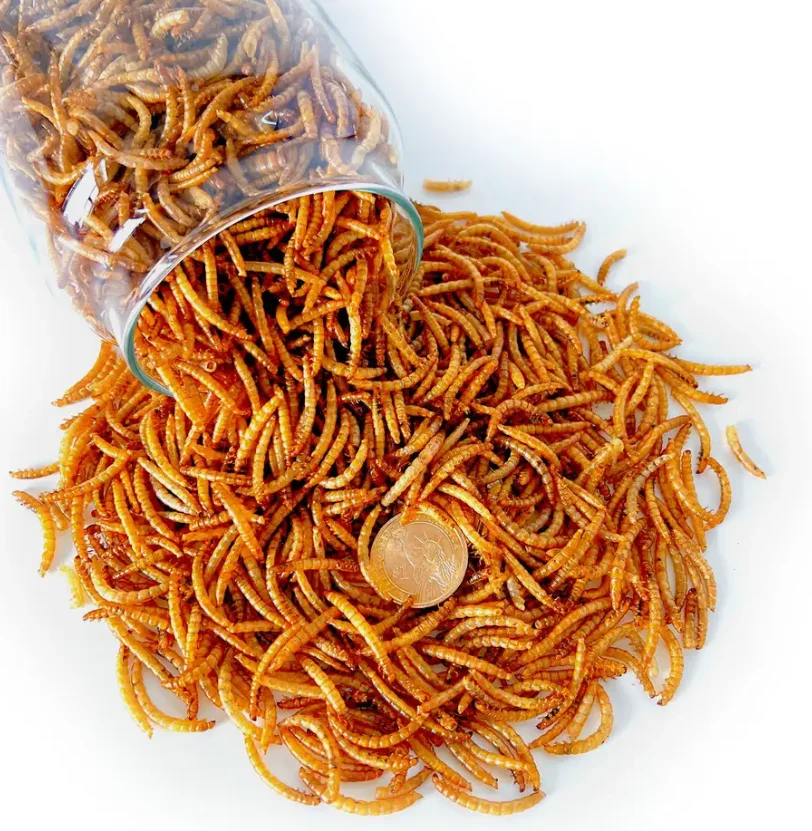 High Quality Black Soldier Fly Larvae Dry Mealworm For Reptiles Feeding ...