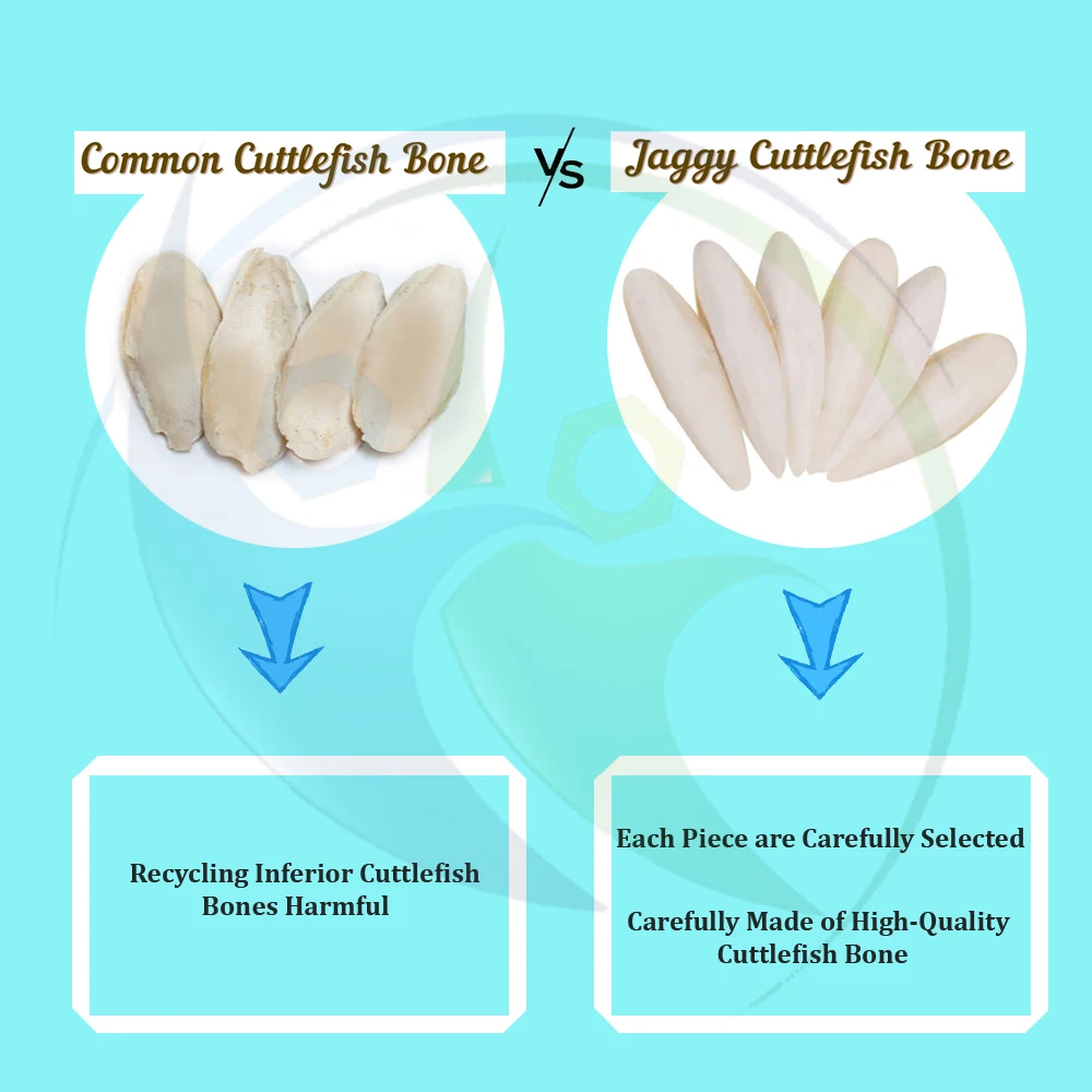 Fresh Cuttlefish Bone Squid Bone - Buy 100 % Sun Dried Natural ...