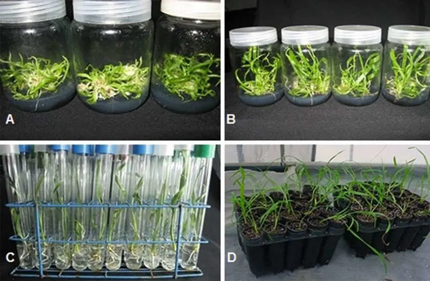 Tissue Culture Date Palm Garden Seedlings Packed with High Fibre Coco ...
