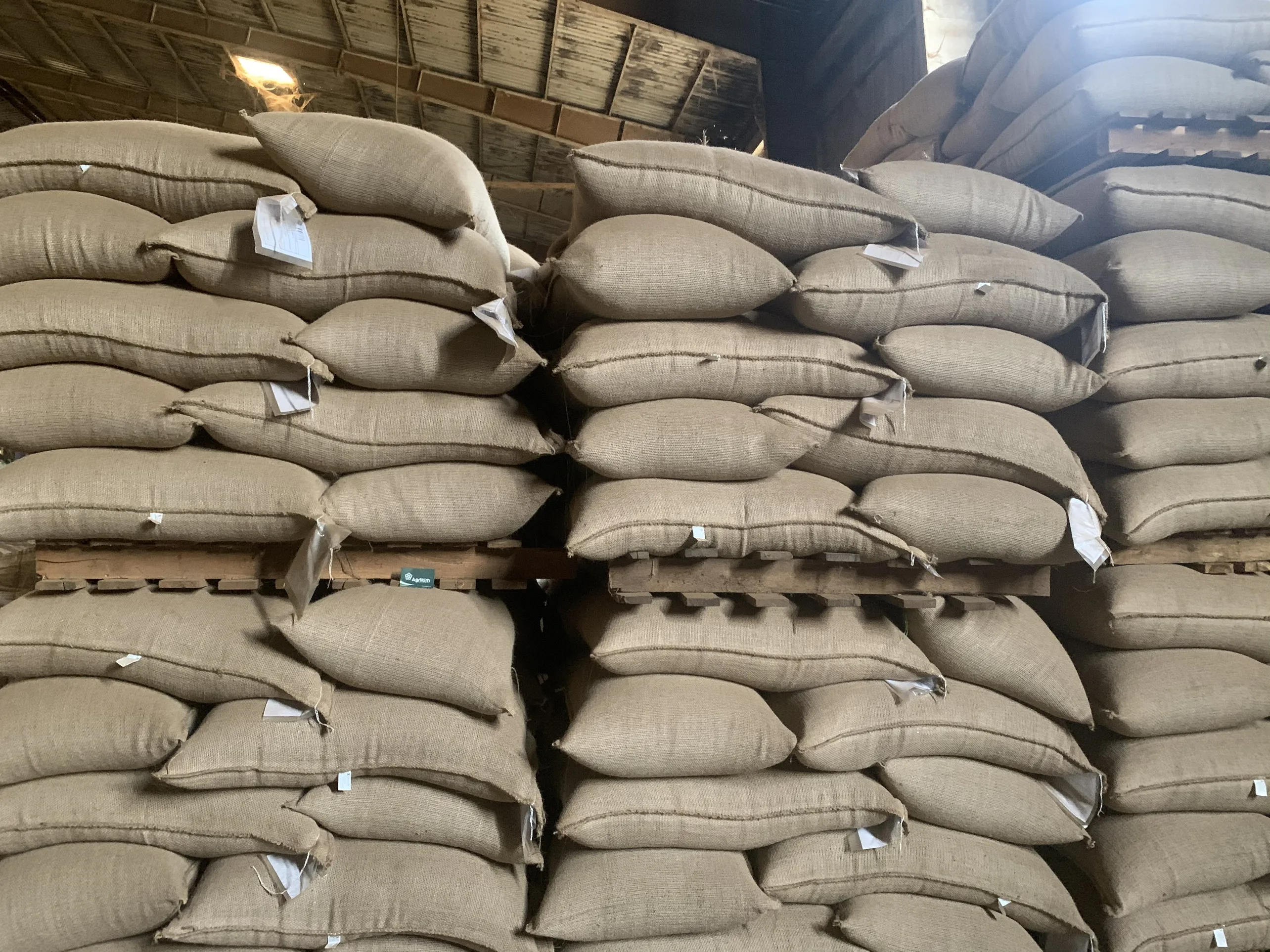 Robusta Coffee Beans 60kg Jute Bag G1 Raw Coffee S16 Wet Polished Green ...