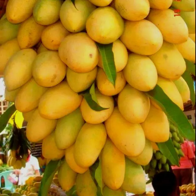 Fresh Sweet Mangoes For Export Original Flavor 10 Kg Per Box In Cheap ...