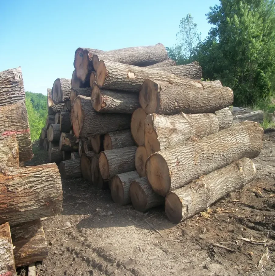 High Quality Acacia/ Maple/ Oak Logs For Stave Wood,35+ Cm - Buy Maple ...