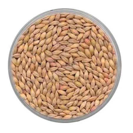 Barley Grains Premium Barley Seeds/animal Feed Barley/bulk Barley ...