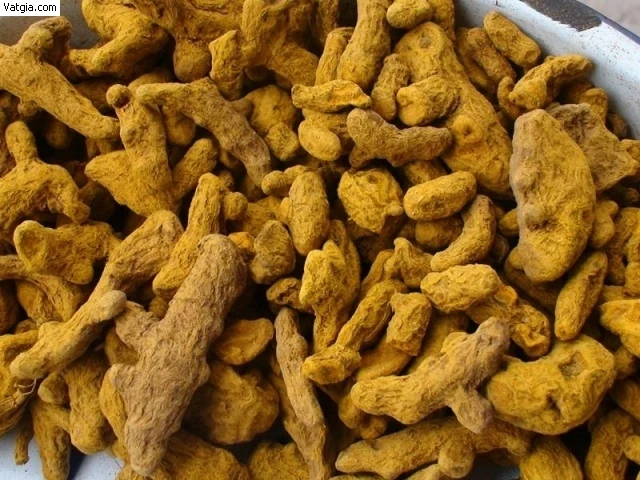 POLISHED DRIED TURMERIC ROOT EXPORT QUALITY PRODUCTS GOOD PRICE ...