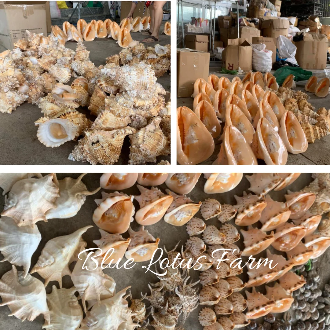 Vietnam Breastfeeding Baby Shells Seashell Limpet Handicraft for Bra ...