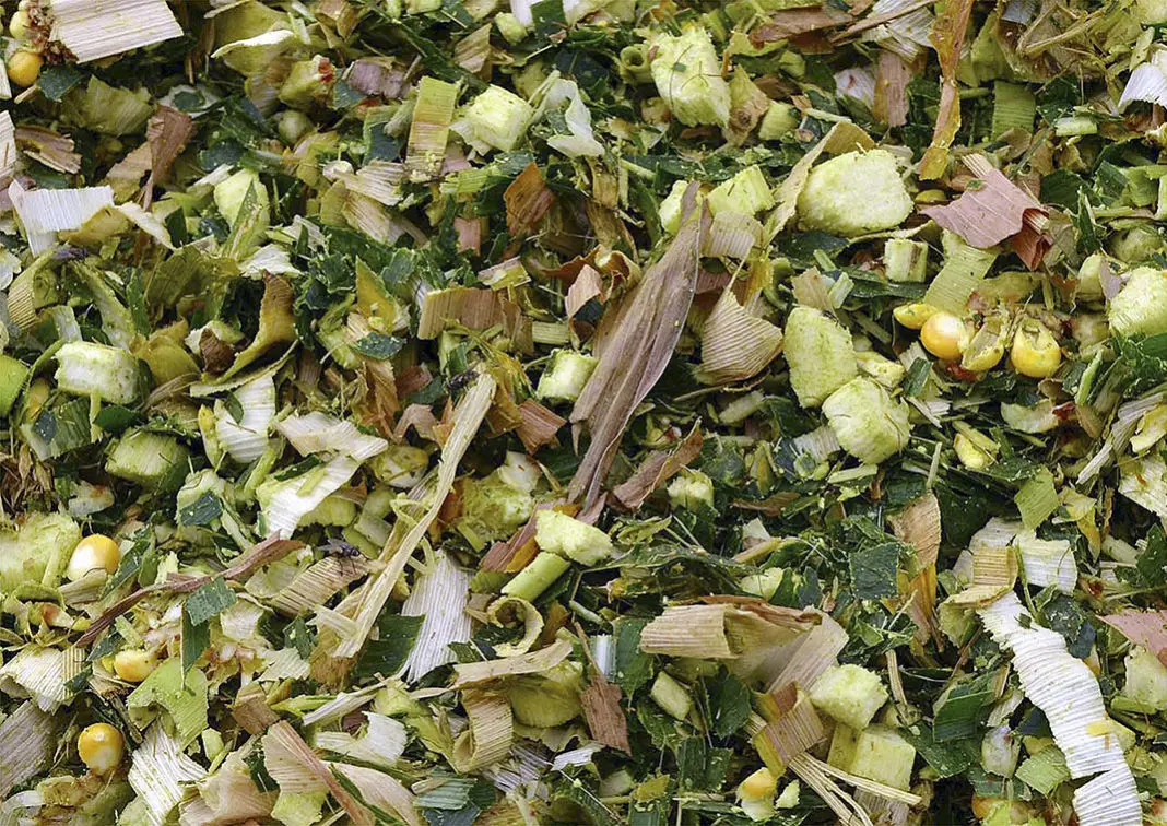 CORN SILAGE ORGANIC - High Quality Animal Feed Ingredient