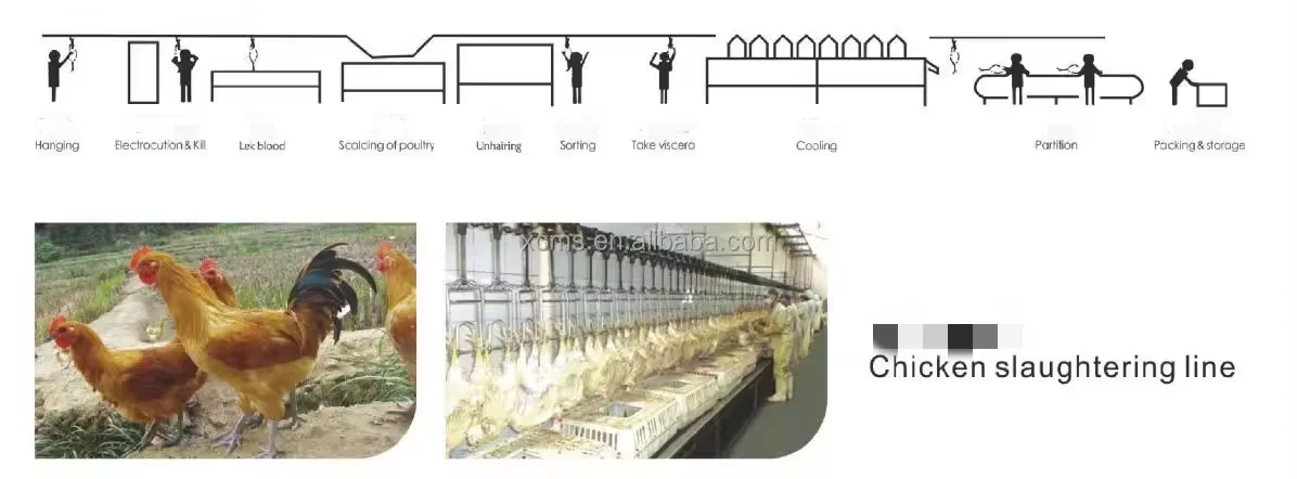 1000/hour Chicken Slaughter Line - High Efficiency Poultry Processing