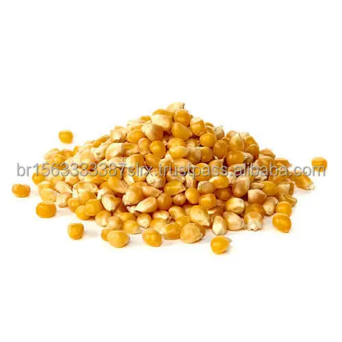 Yellow Corn for Animal Feed - High Protein & Natural Taste
