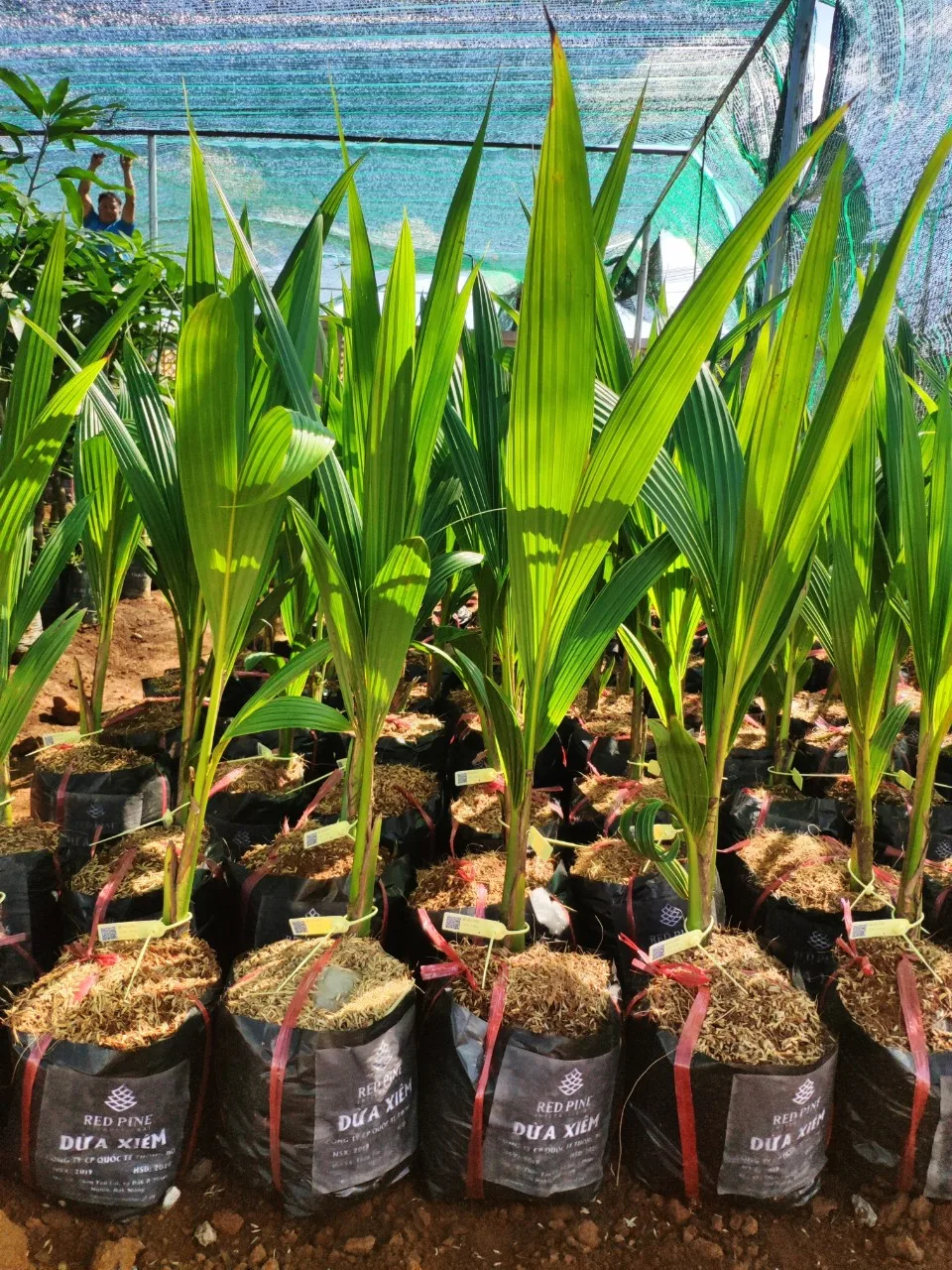 Vietnamese Coconut Sprout - Siamese Dwarf Red Coconut Seedling