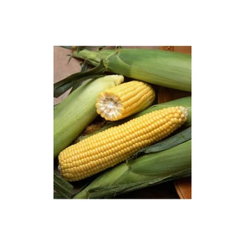 Yellow Maize Yellow Corn For Human Consumption And Animal Feed - Buy ...