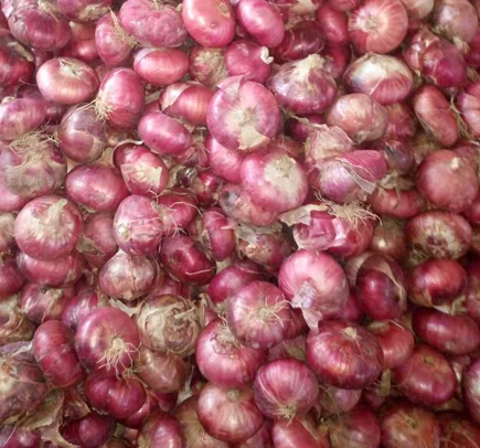 New Crop Fresh Red And Yellow Onion At Cheap Price - Buy Wholesale ...
