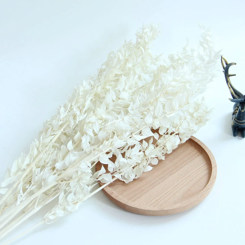 Decorative Dried Natural Preserved Ruscus Leaves Branch Real Dry Rich ...