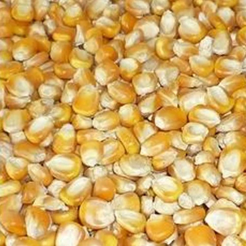 Yellow Corn/ White Corn/ Maize For Sale - Buy Yellow Maize For Poultry ...