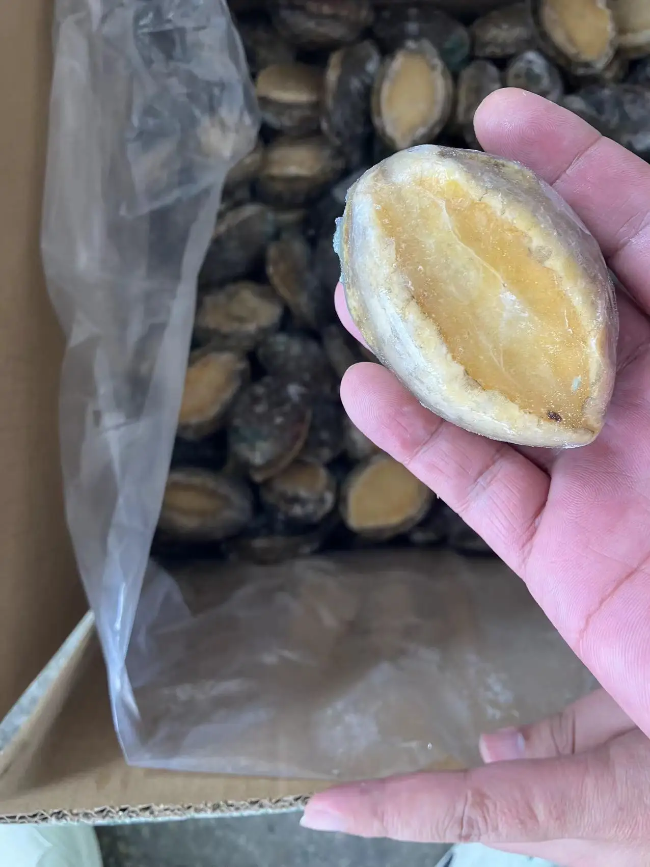 Competitive Frozen Abalone Shell-on IQF Boiled Abalone Meat Chinese ...