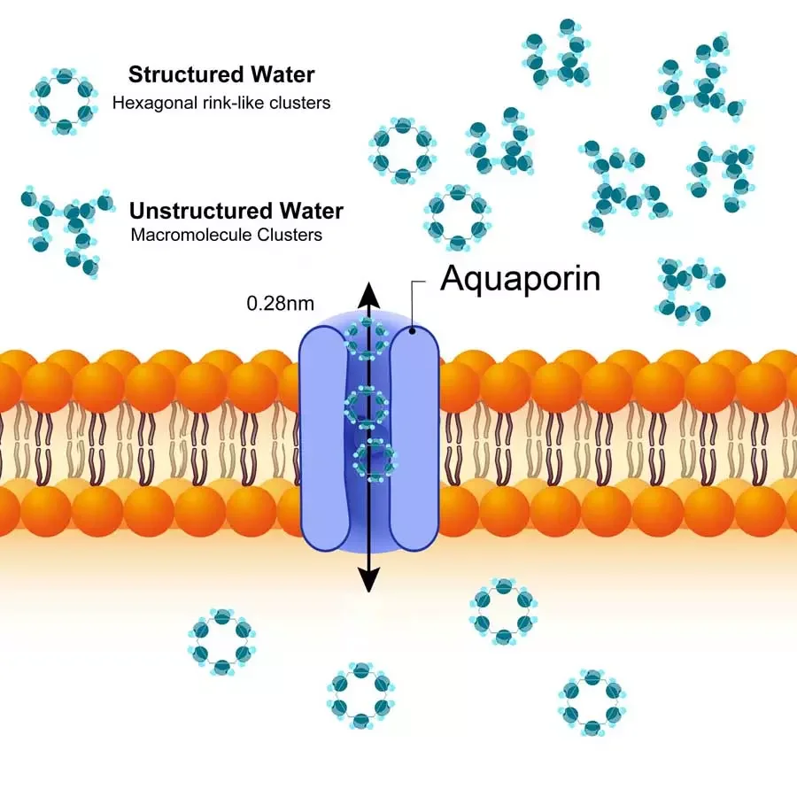 Aquahex Kettlemate - High Dissolved Oxygen Hydrogen Generator