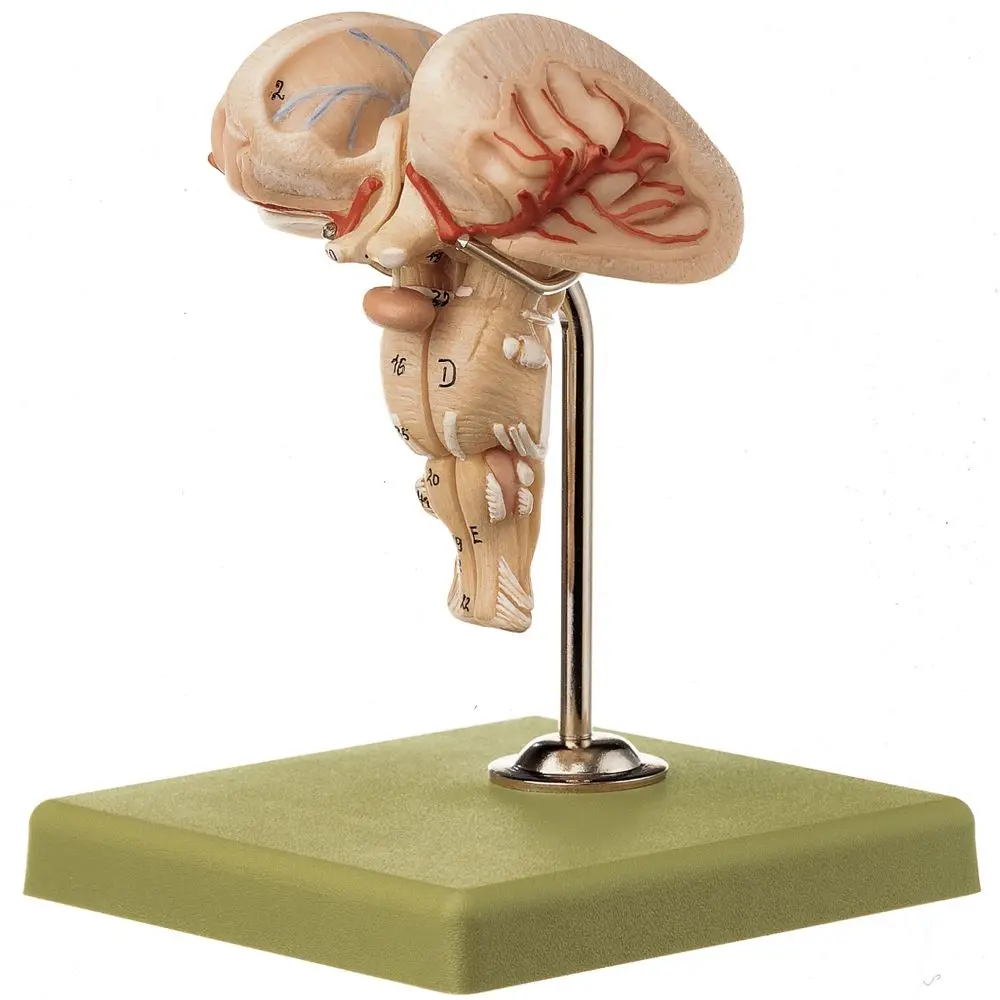 Human Brain Stem Model Of The Brain Stem Including Transverse Sections ...