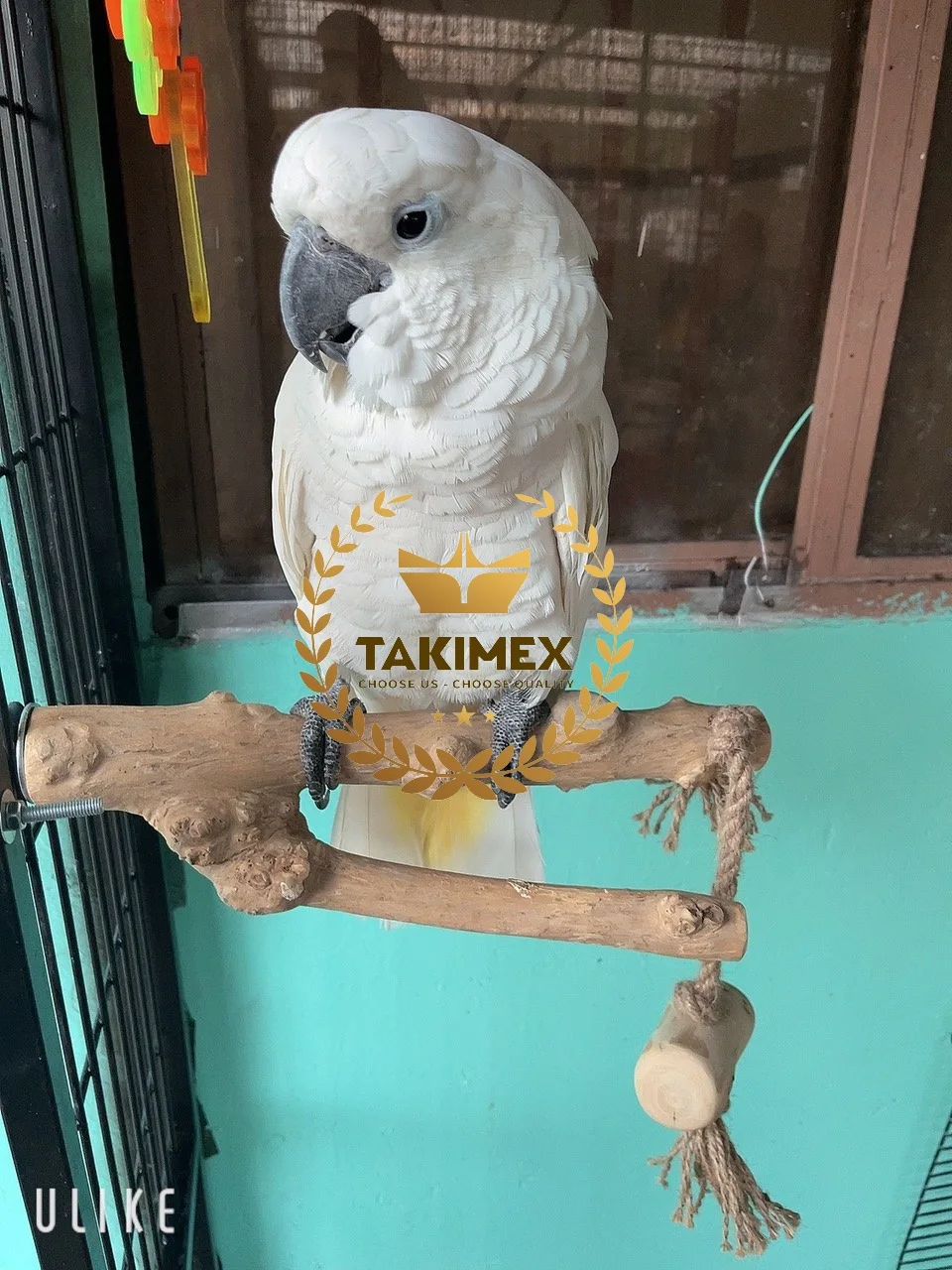 Natural Coffee Wood Perch Wood Parrots Playstand Play Stand Toys ...