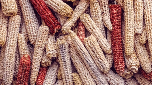 Alibaba.com: Biological Waste Corn Cobs, Raw Material, Large Quantity ...