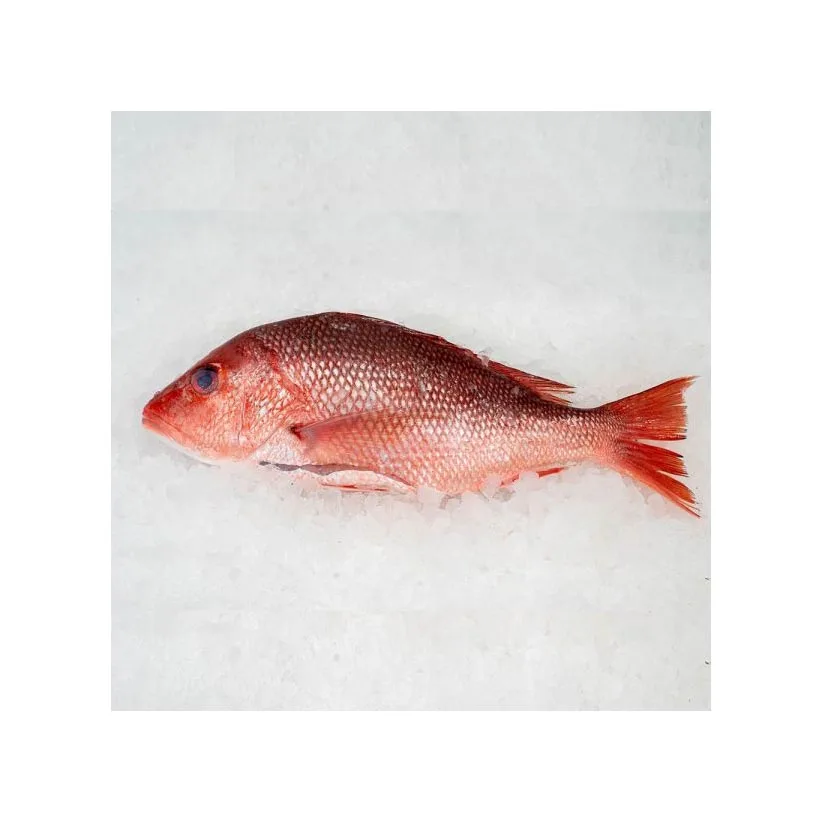 Whole Frozen White Snapper Fish BQF Freezing Process Low-Fat 5kg Grade ...