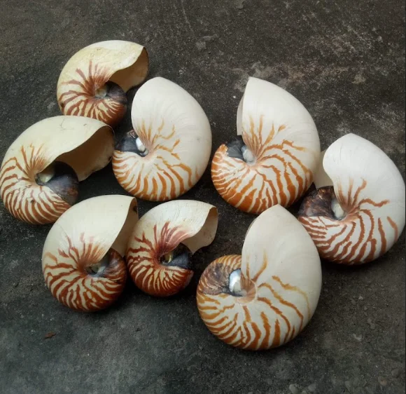 MULTI COLOR VIETNAM NATURAL SEA SHELL HANDICRAFT - TOP BEST SELLER ...