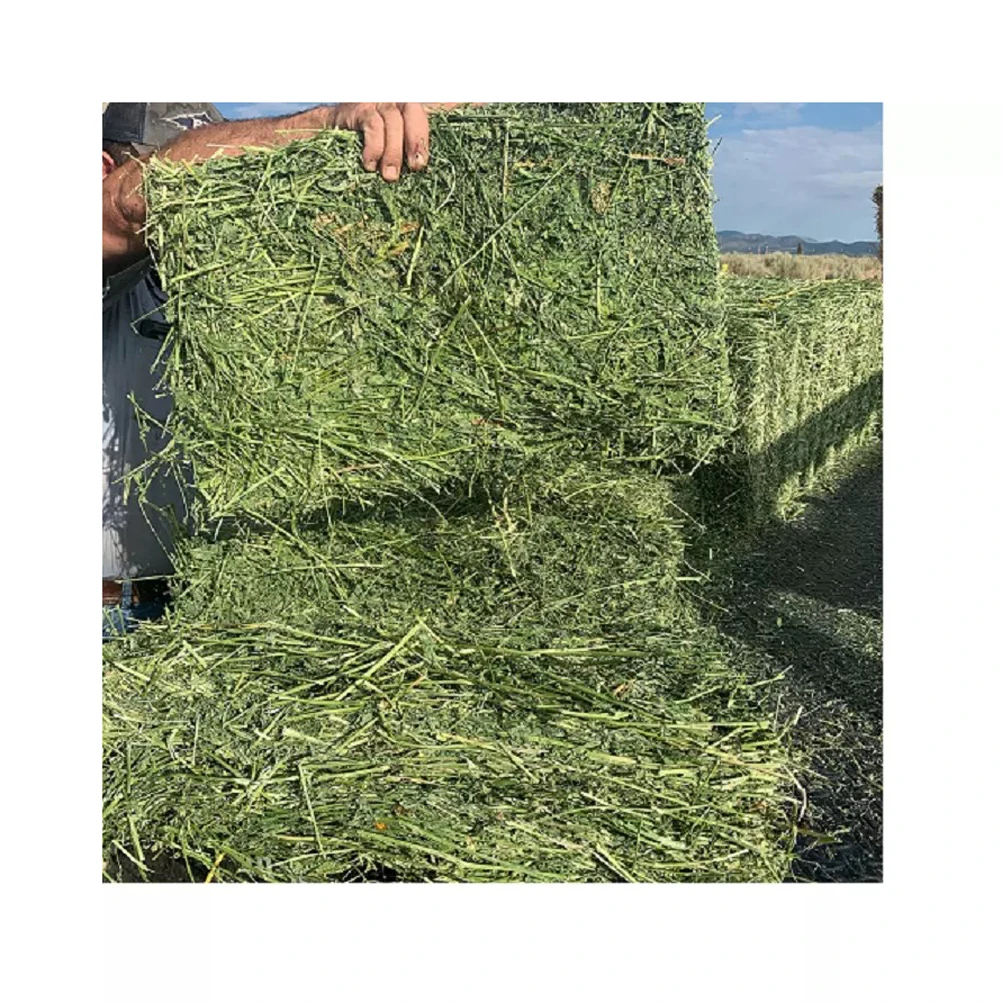 Quality Rhodes Grass Hay Alfalfa - Buy Ready To Ship 2022 Alfalfa Hay ...