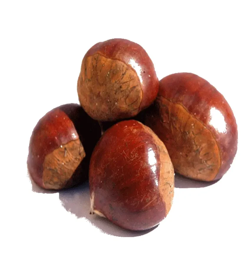 Best Selling Germany Shelled Fresh Raw Organic Chestnuts In 5kg Peeled ...