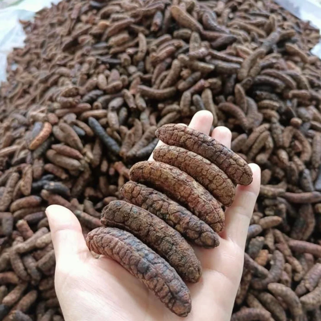 Dried Jungle Pip Banana/ Dried Wild Banana Seeds From Natural Forest ...