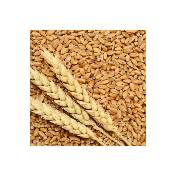 Wheat From Dried Grade 3 Wheat Grain Best Wholesale Price - Buy Premium ...