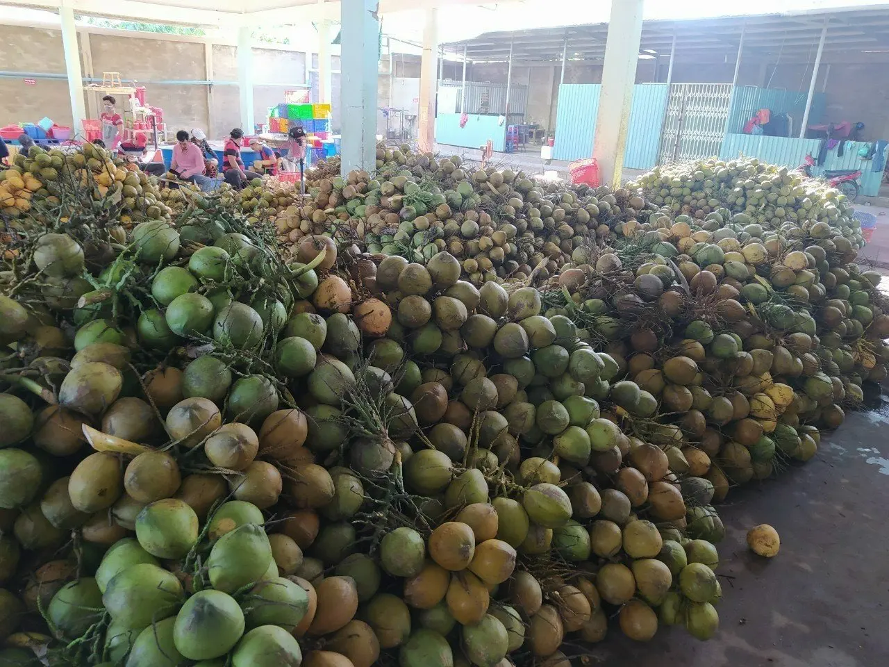 Fresh Coconut Wholesale Green Coconut - Buy Fresh Coconuts Coconut ...