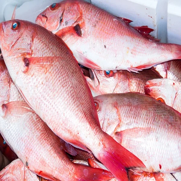 High Quality Red Snapper Fish For Sale,Buy Red Snapper Frozen Fish At ...
