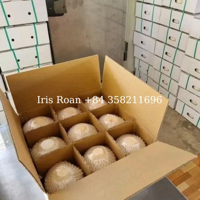 Fresh Young Coconut Packing 9 Pcs/ 12 Pcs In Carton Ready To Export ...