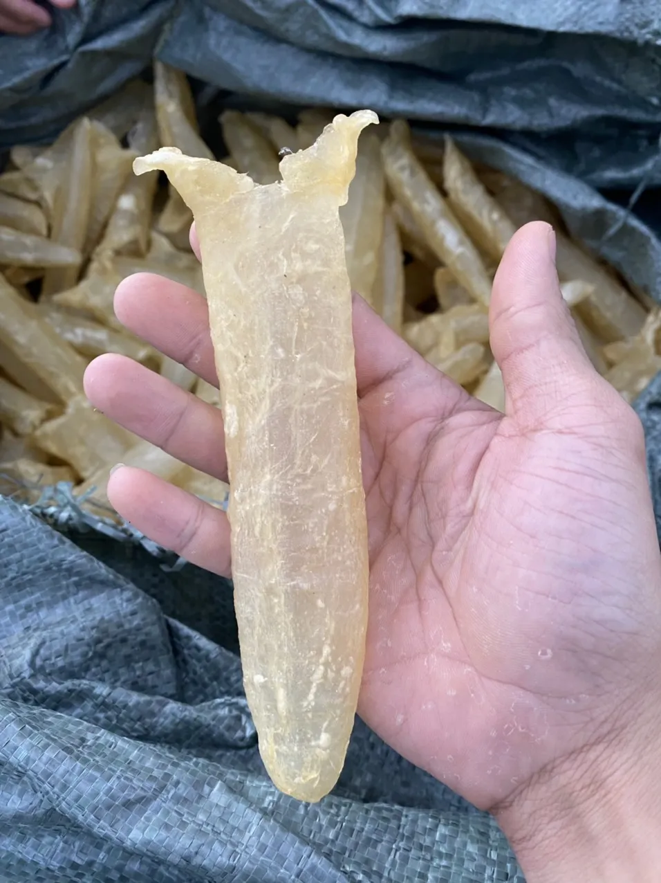 Dried Seabass Fish Maw High Quality 100% Natural Dried Top Quality Popa ...