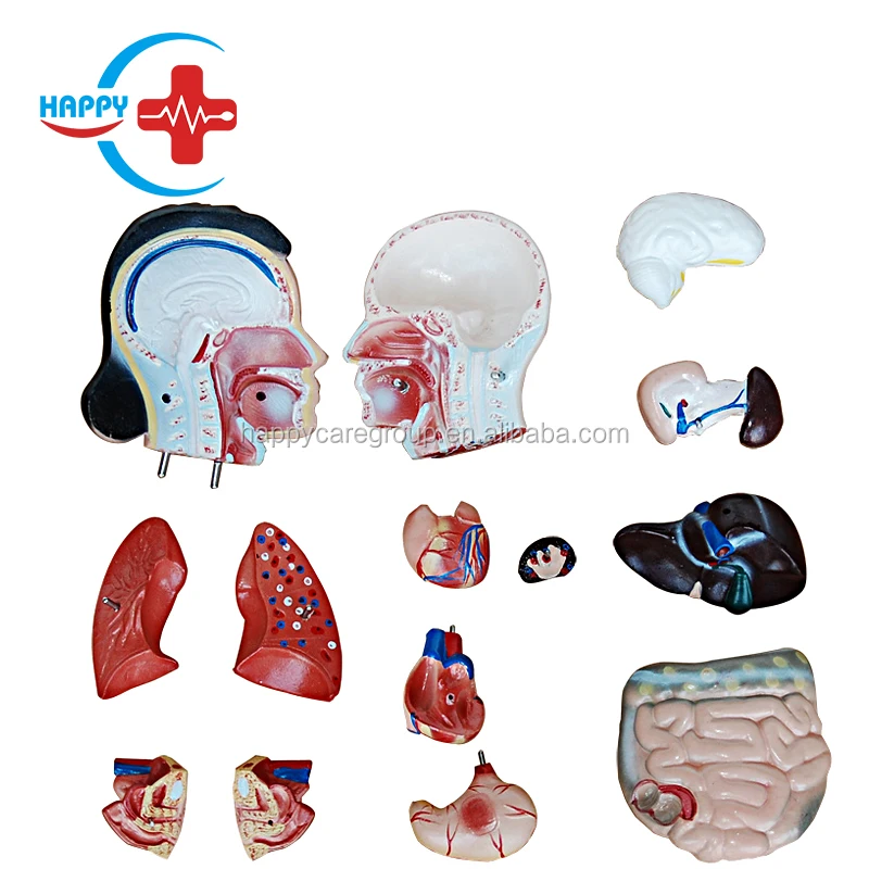 HC-S244 Torso Educational Model Medical 13 Pieces 42CM Female Human ...
