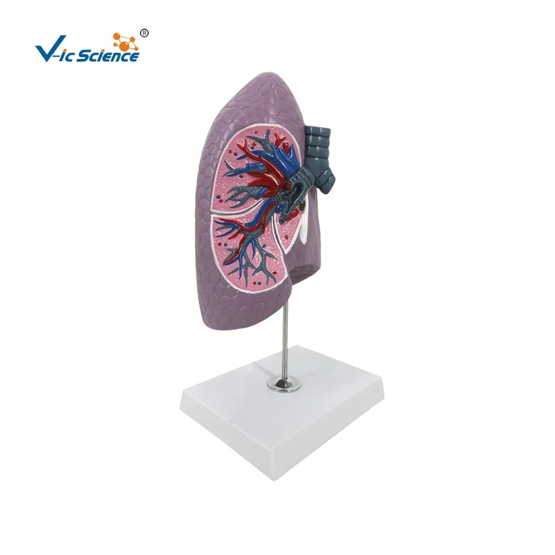 model lung anatomical lung segment anatomical Basic Lung Anatomy Model ...