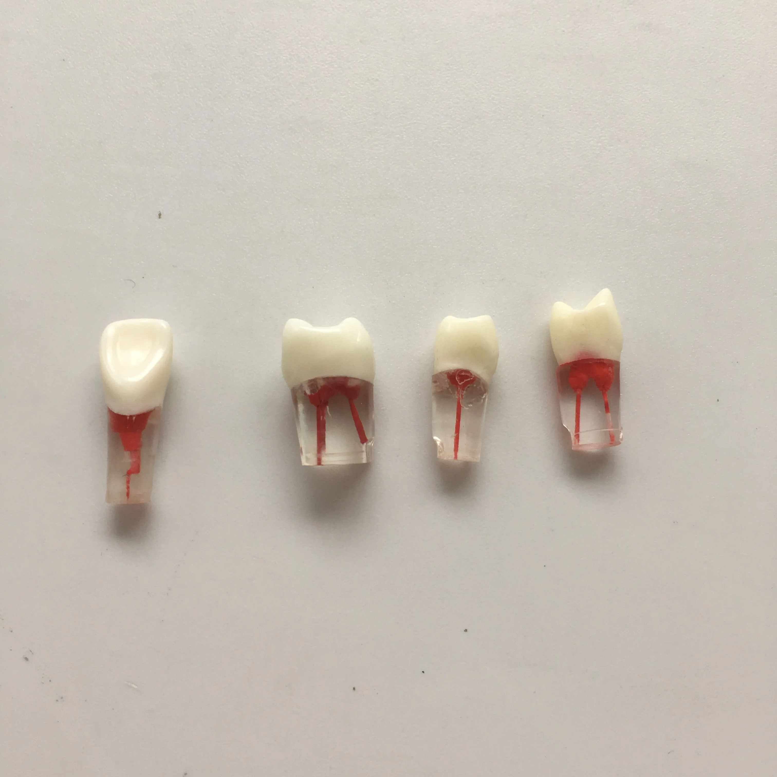Dental M8006 Endo Training Block - Resin Models for Dentists