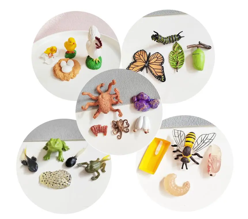 10set/lot Life Cycle Figurines Of A Butterfly Realistic Education ...