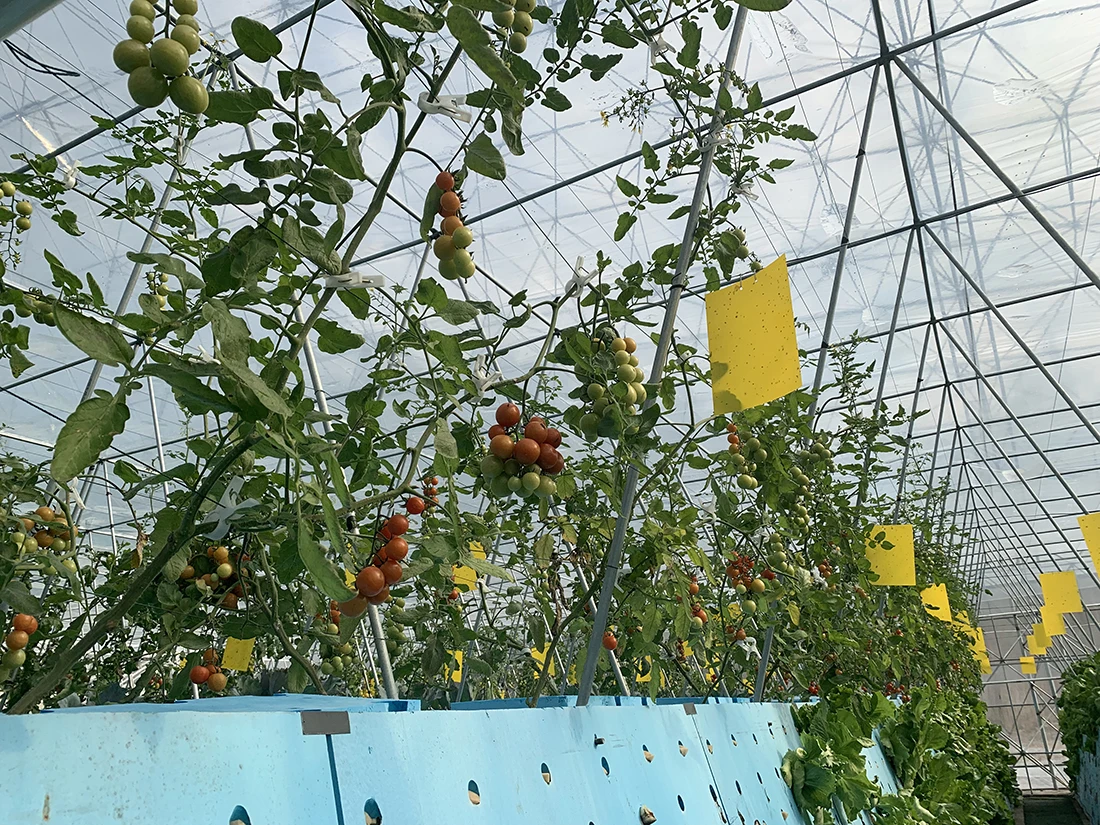 Eco-friendly Seedling Cultivation with Hydroponic Sponges