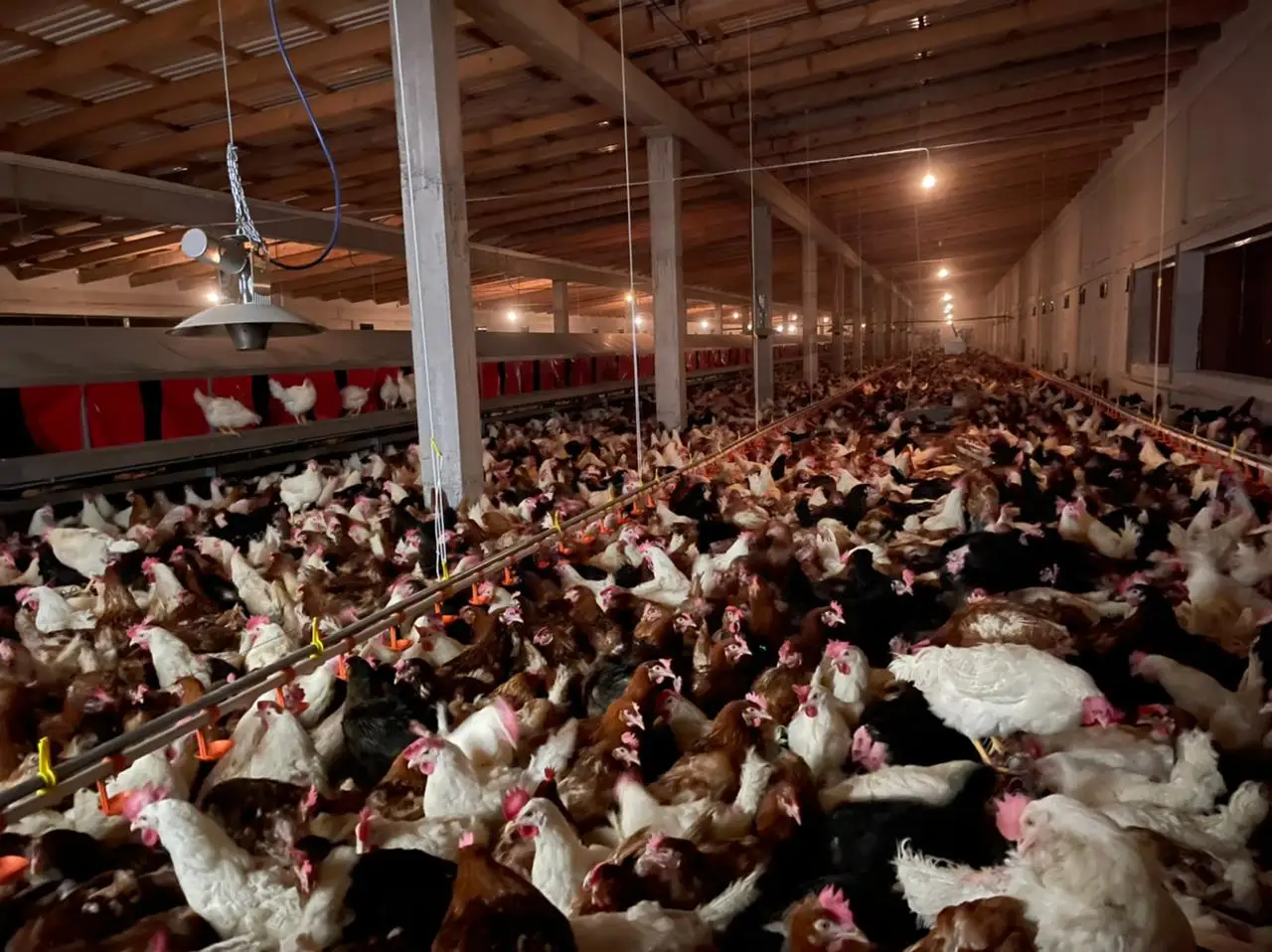Automatic Egg Laying Nest Box for Layer Chicken House